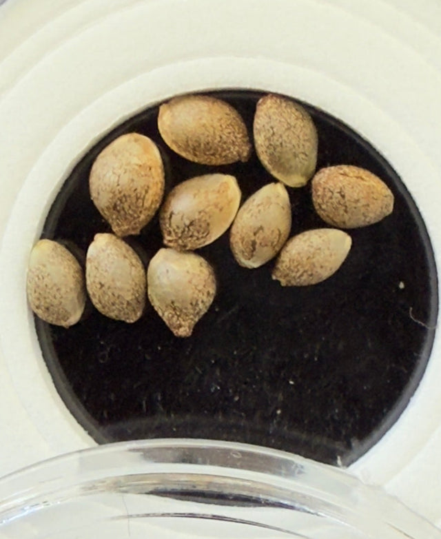 Authentic Genetics Seed Company – Todd McCormick