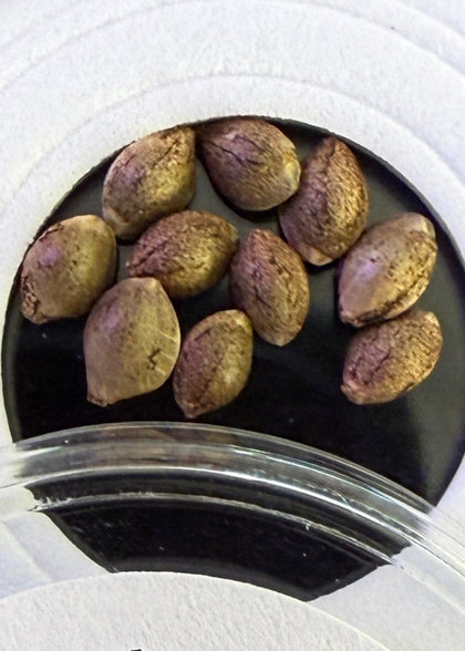 Authentic Genetics Seed Company – Todd McCormick