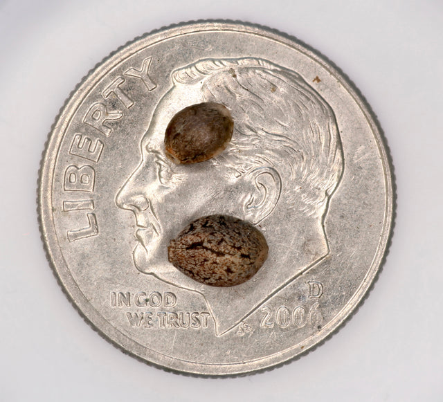 Authentic Genetics Seed Company – AG