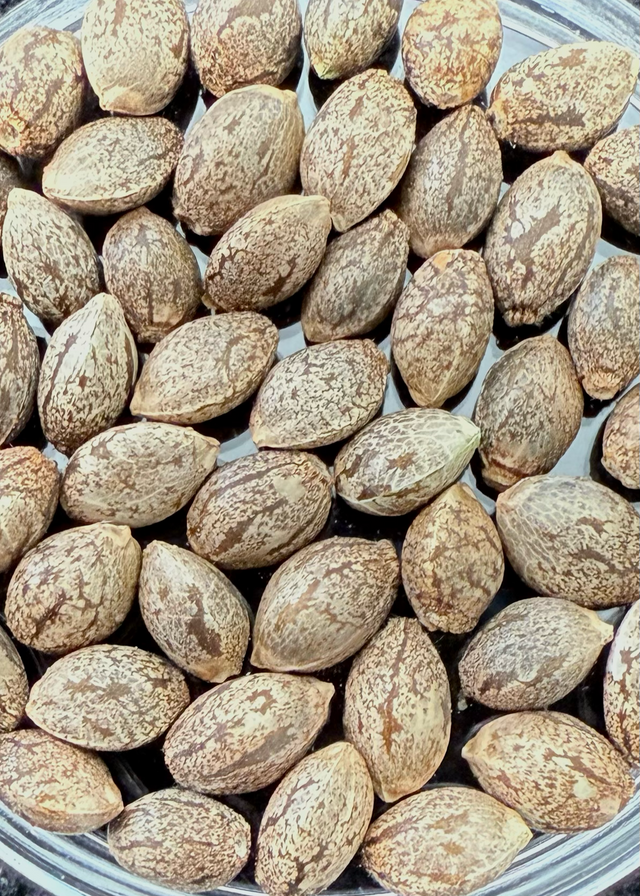 Products – Todd McCormick