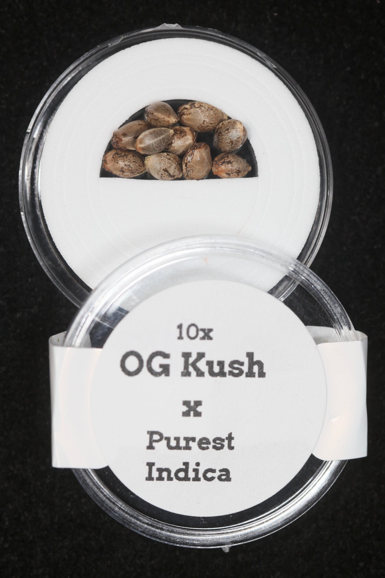 OG Kush x Purest Indica Regular Seeds 10x for $50.00 – Todd McCormick
