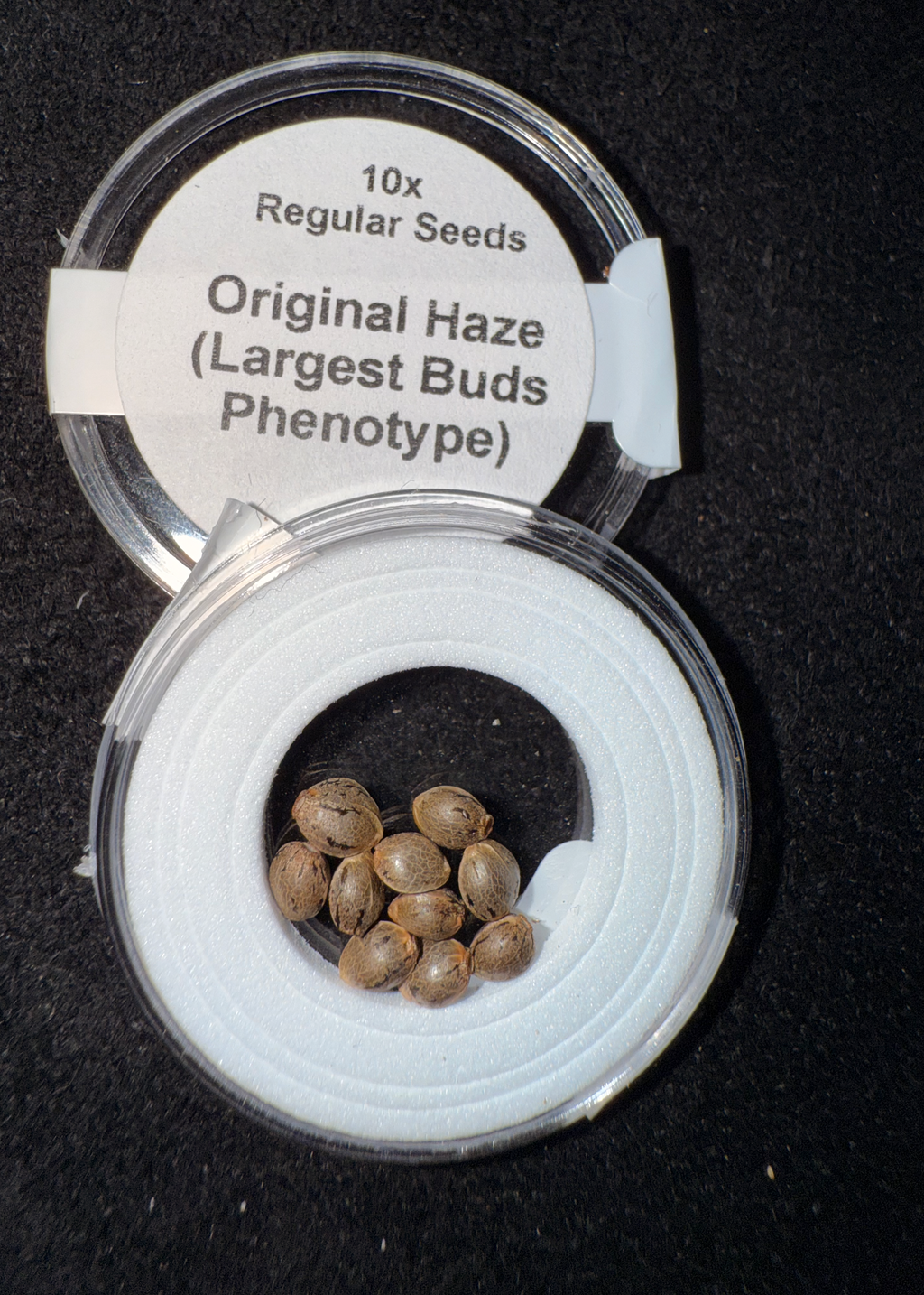 Original Haze (Largest Buds Phenotype) 10x Seeds for $10.00 – Todd ...