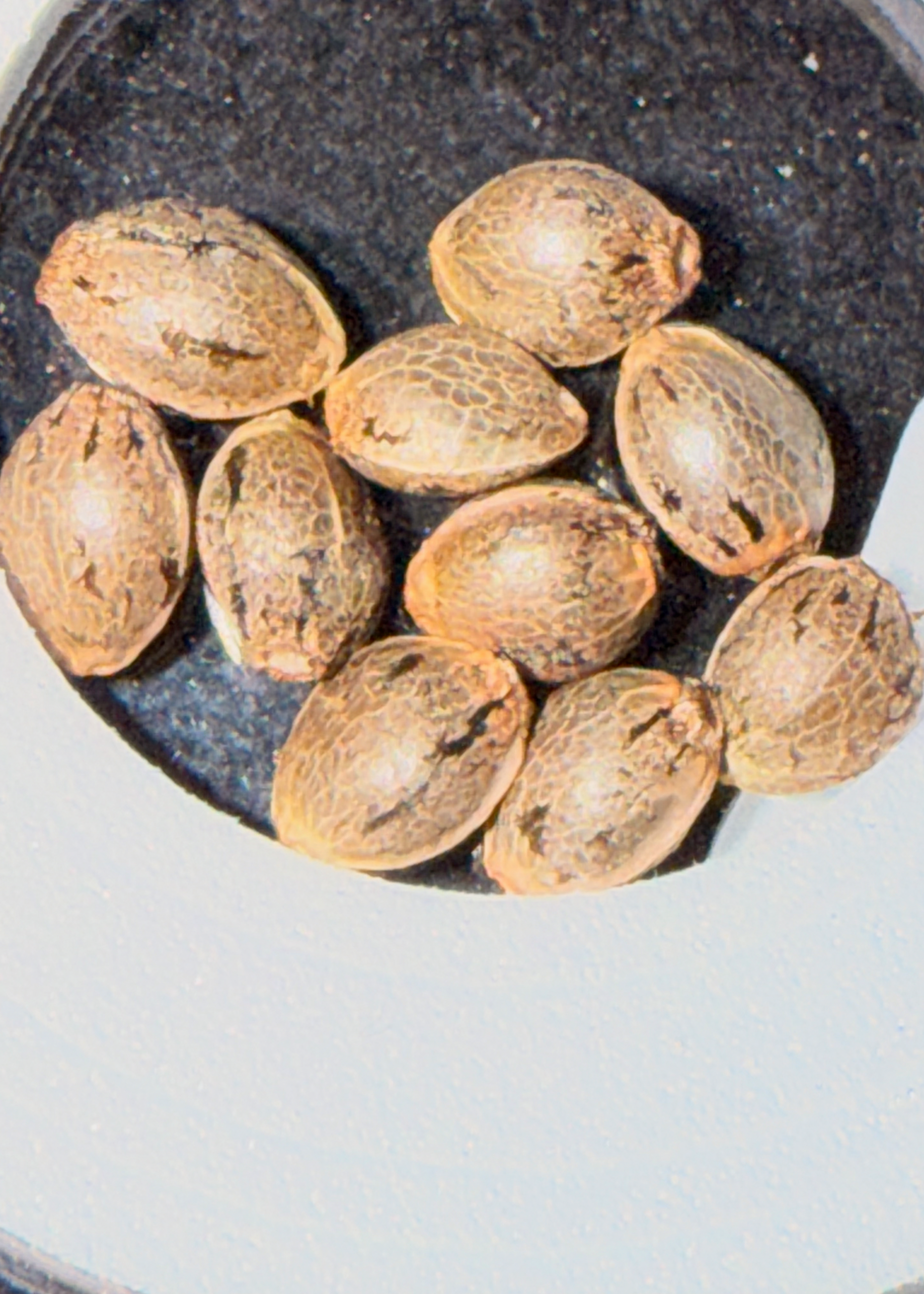 Authentic Genetics Seed Company – Todd McCormick