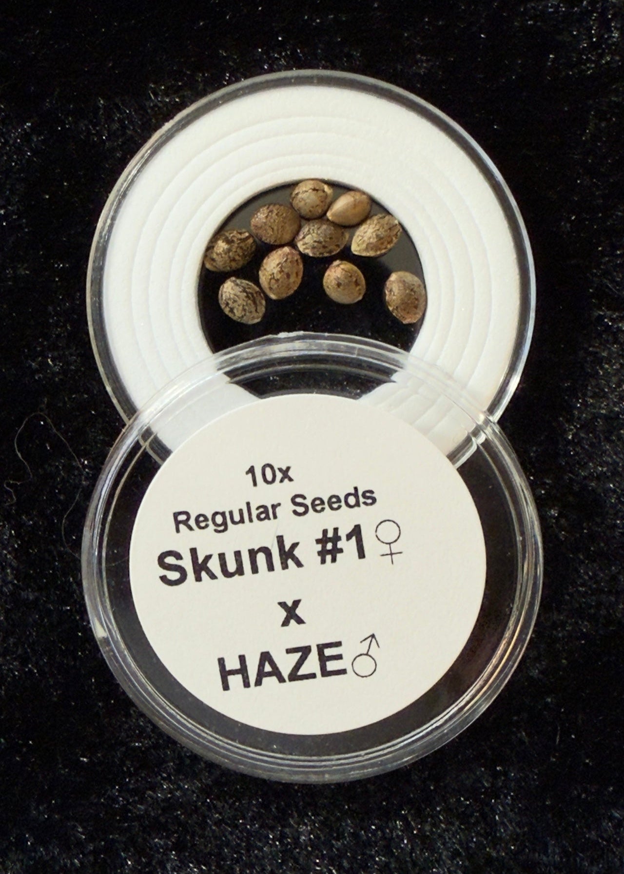 Authentic Genetics Seed Company – Todd McCormick