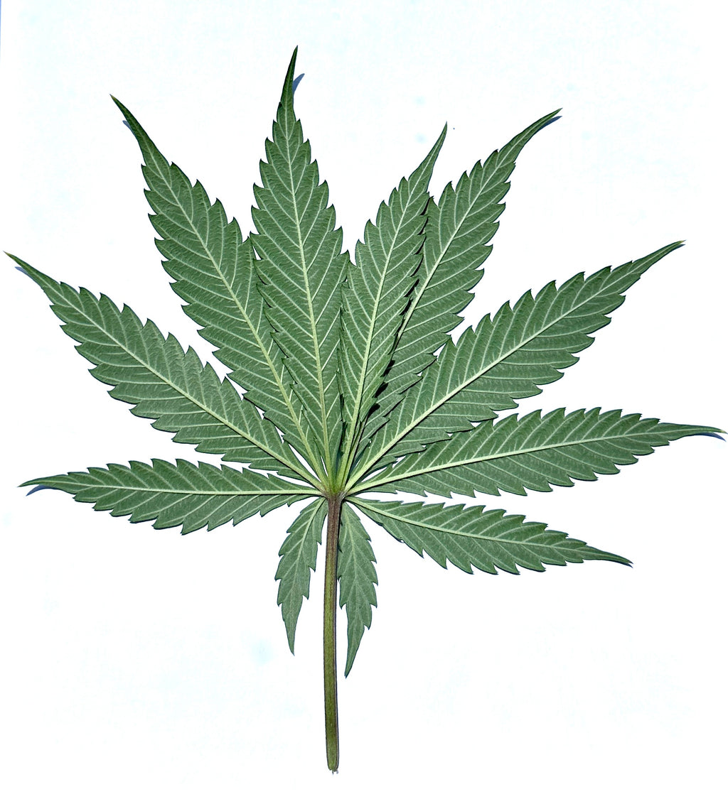 Trainwreck x NL#5 Regular Seeds – AG