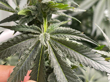 Authentic Genetics Seed Company – Todd McCormick