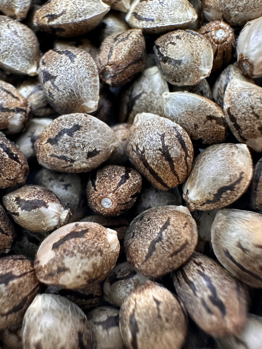 LA Kush Cake x Purest Indica Regular Seeds 10x for $50.00 – Todd McCormick