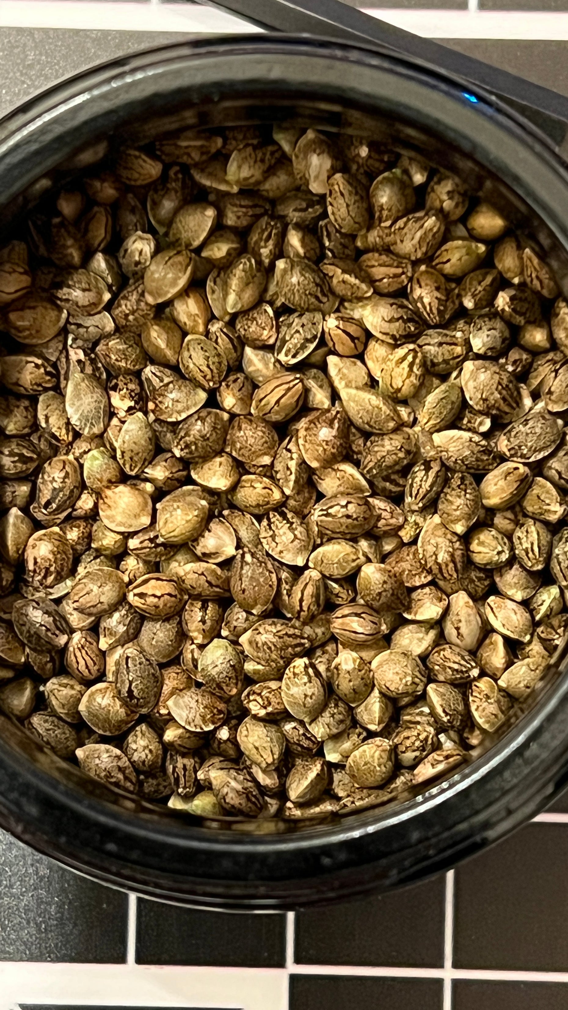 Skunk #1 Collection – Todd McCormick